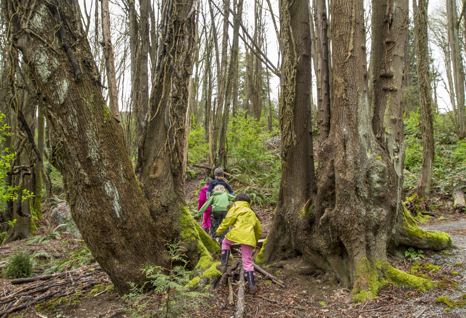 A Restoration of a Relationship with the Woods - Forterra