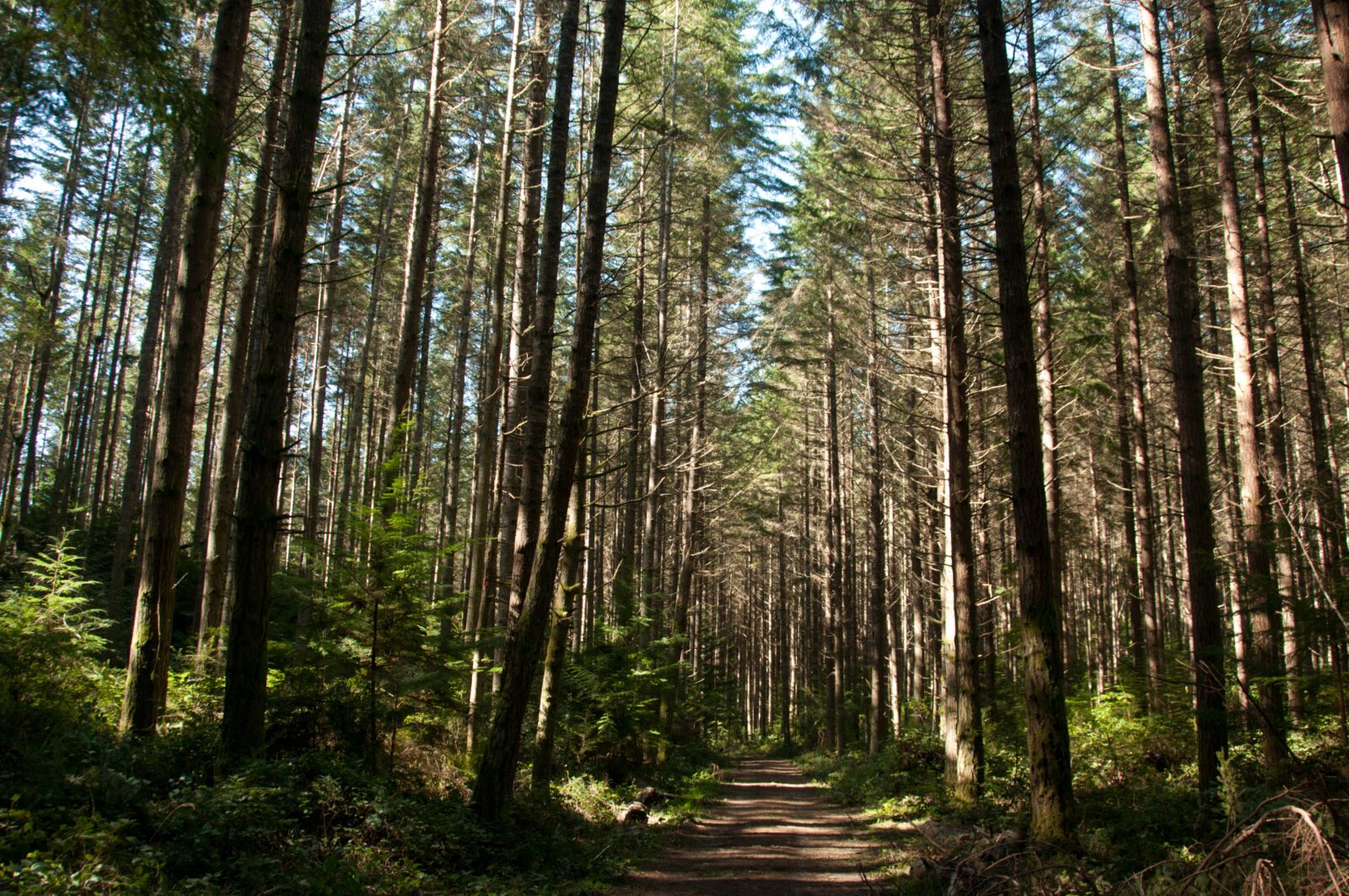 Conservation at a Tree’s Pace: The Port Gamble Story - Forterra