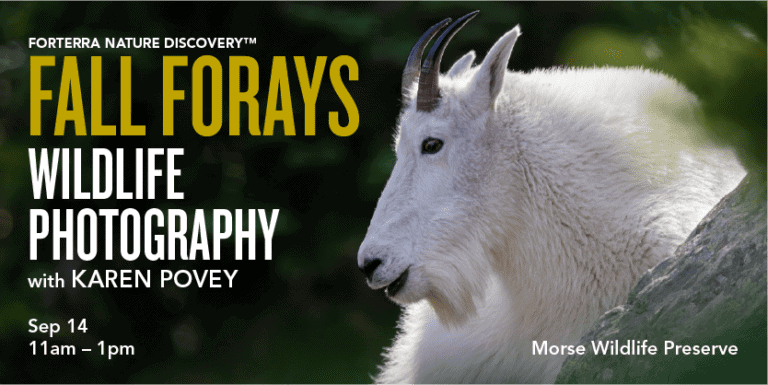 Fall Forays: Wildlife Photography with Karen Povey - Forterra